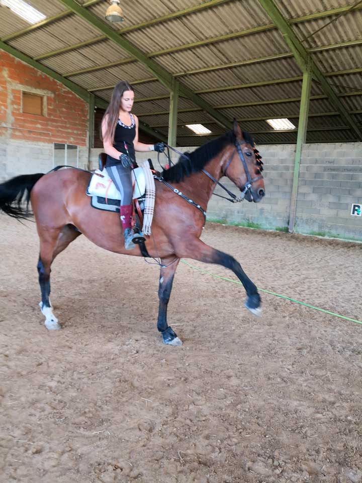 Les Haras du Nizon : L'équitation classique en image
